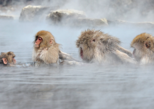 Snow monkeys love hot springs. They're also good for them. | Popular ...
