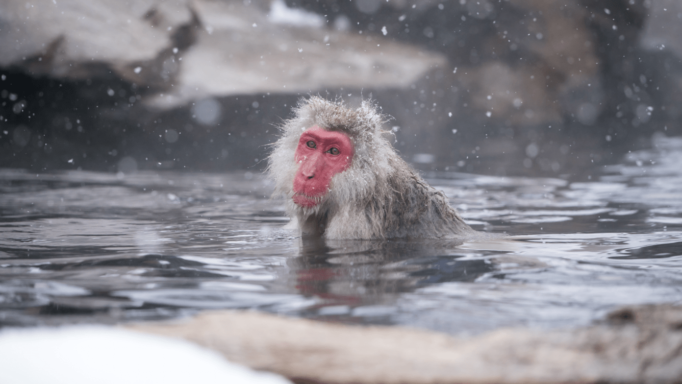 Snow monkeys love hot springs. They're also good for them. | Popular ...