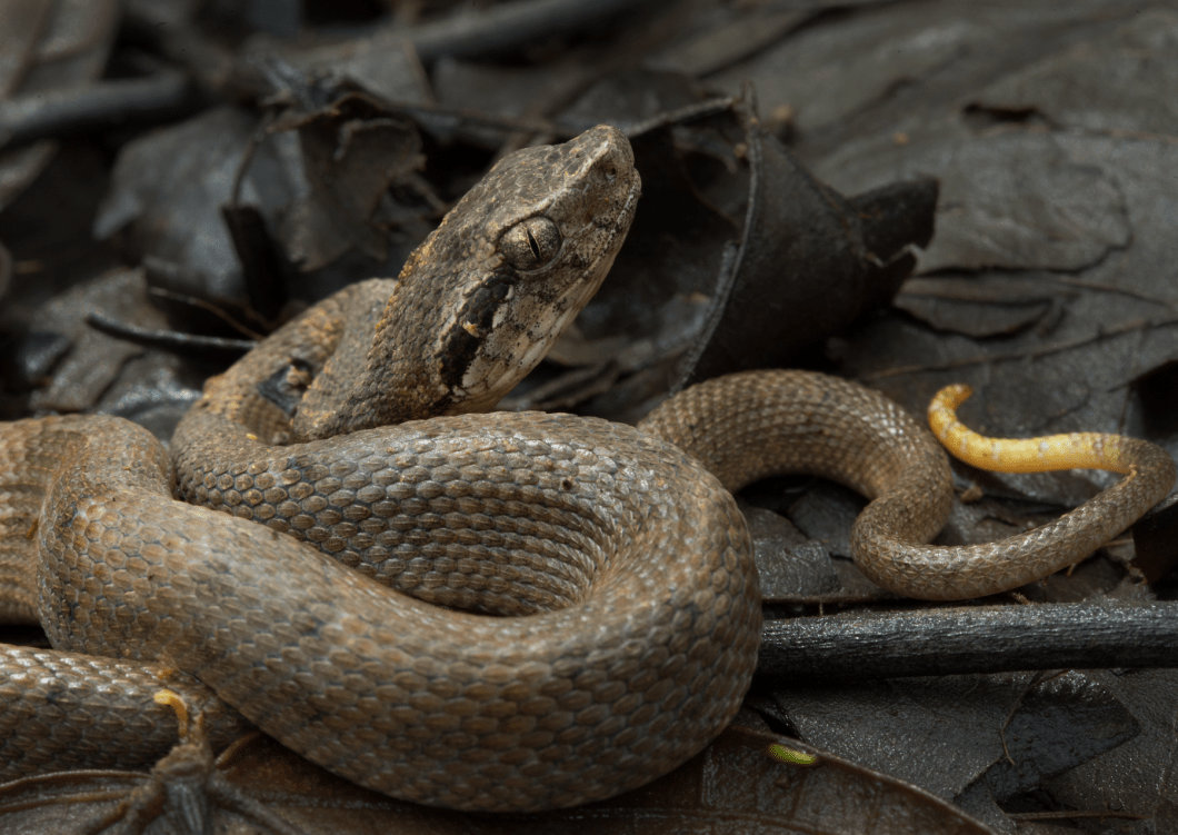 10 vulnerable wildlife species to watch in 2026 | Popular Science