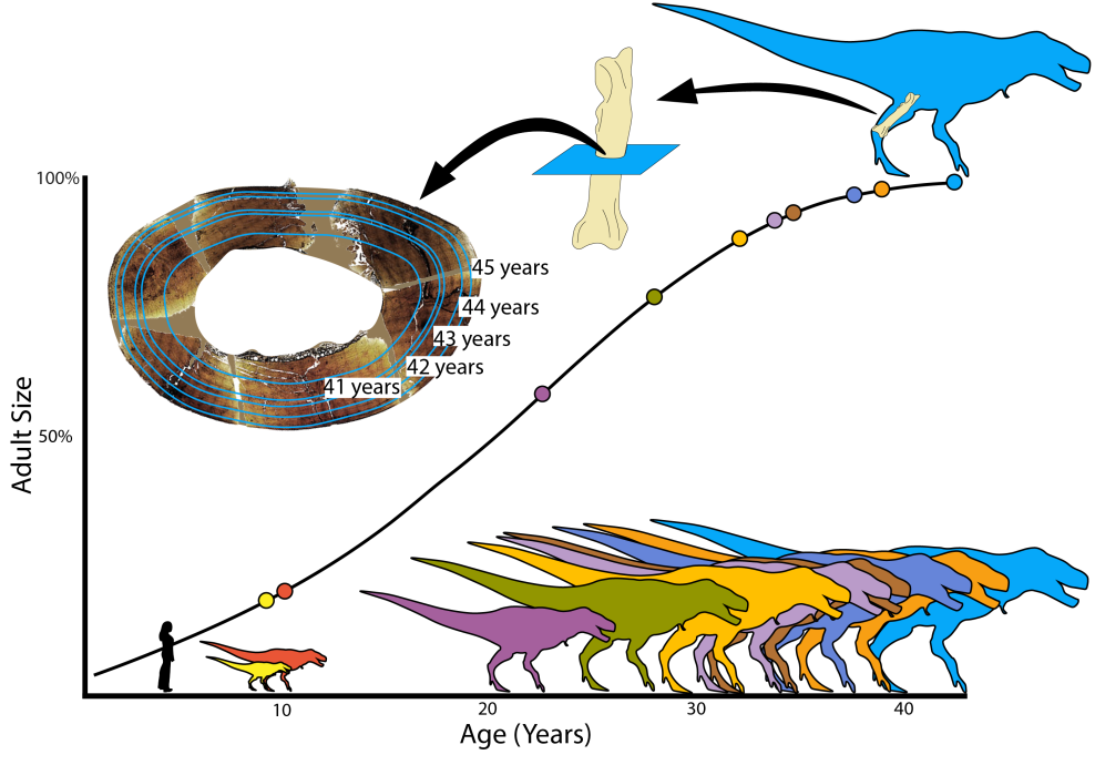 Tyrannosaurus rex took 40 years to reach full size | Popular Science