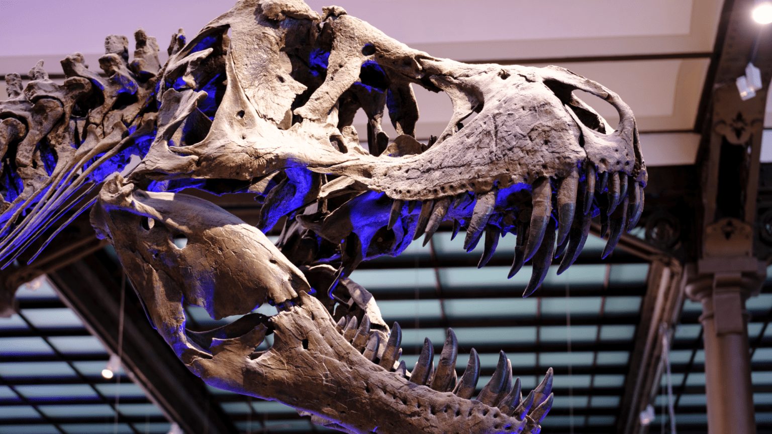 Tyrannosaurus rex took 40 years to reach full size | Popular Science