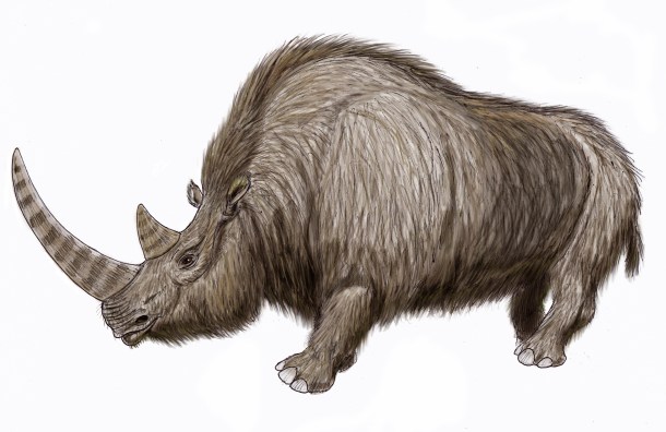 14,000-year-old woolly rhinoceros DNA extracted from wolf's stomach ...