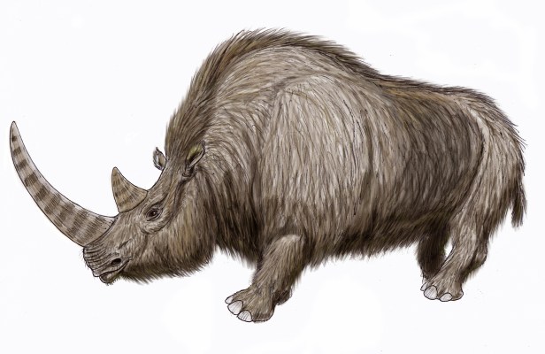 14,000-year-old woolly rhinoceros DNA extracted from wolf's stomach ...