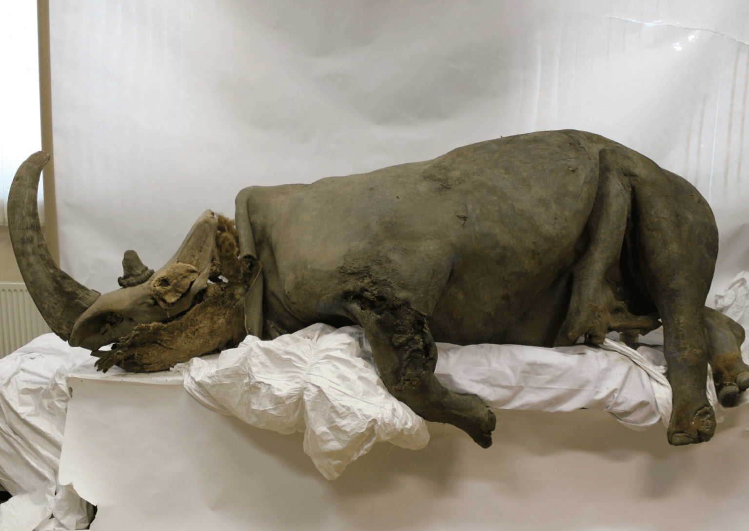 14,000-year-old woolly rhinoceros DNA extracted from wolf's stomach ...