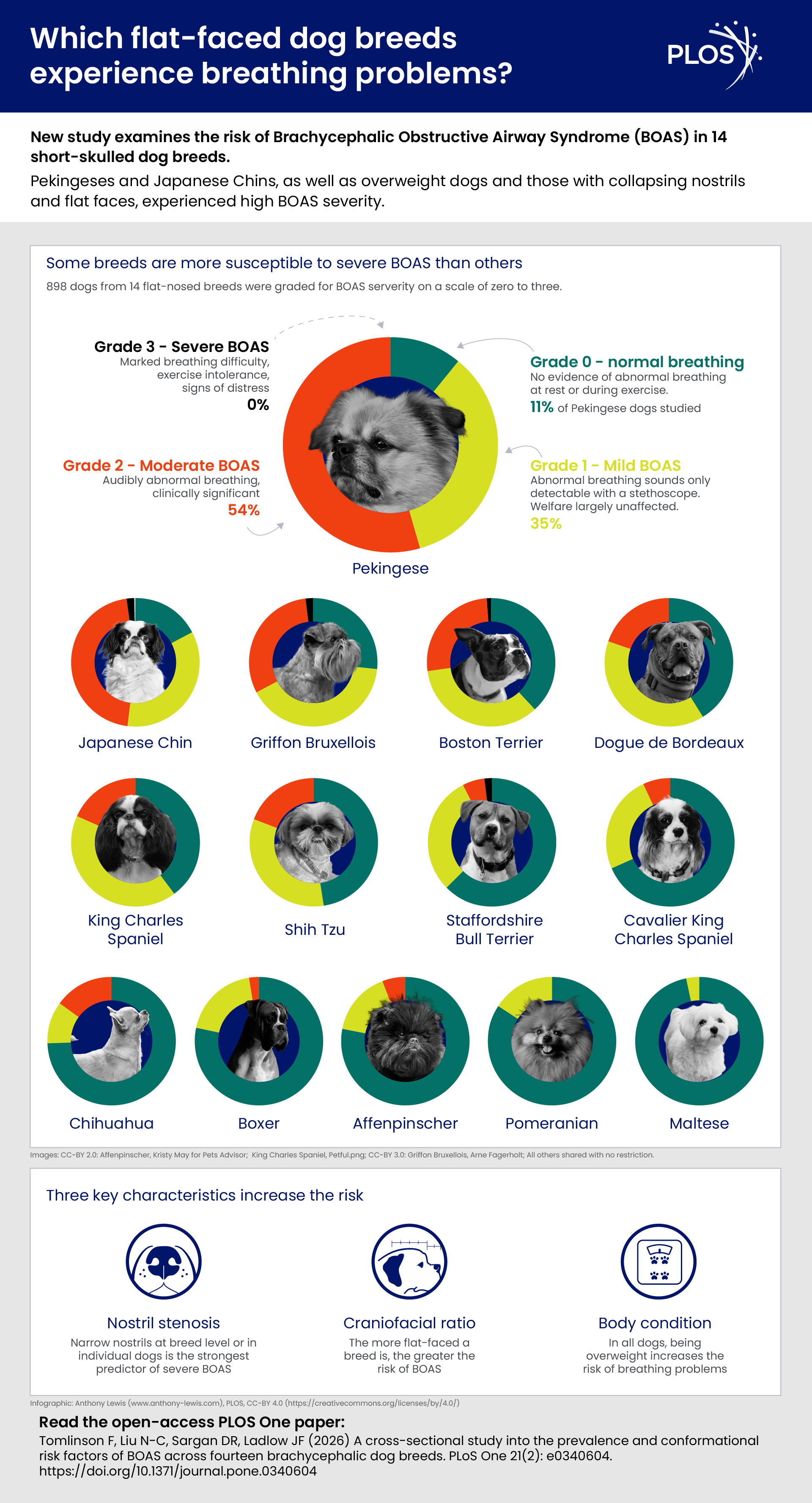 Chihuahua, boxer, and 10 other dog breeds at risk of breathing troubles ...