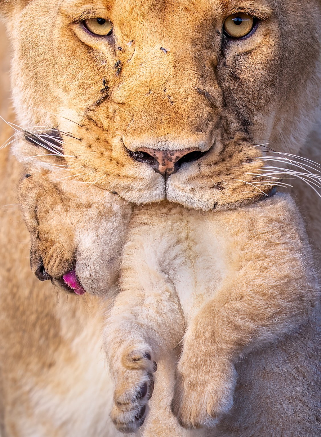 24 beautiful images from the World Nature Photography Awards 2026 ...
