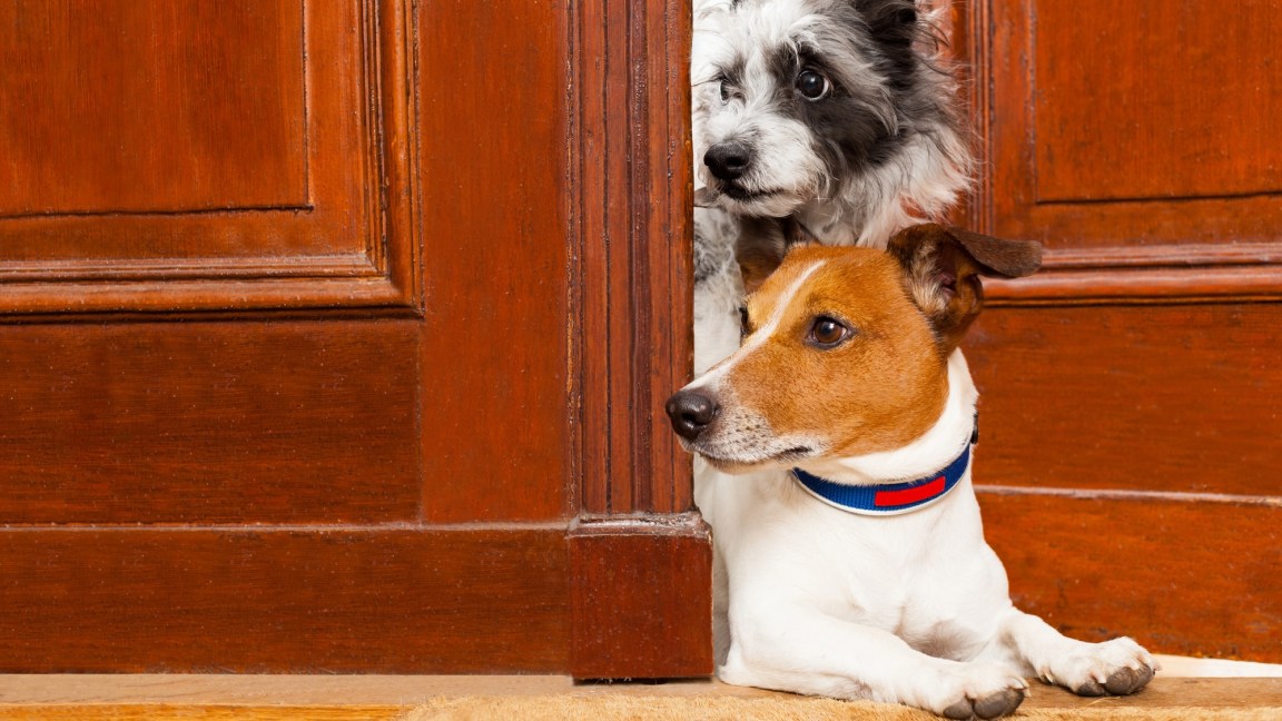 Dogs act like toddlers when trying to help humans | Popular Science