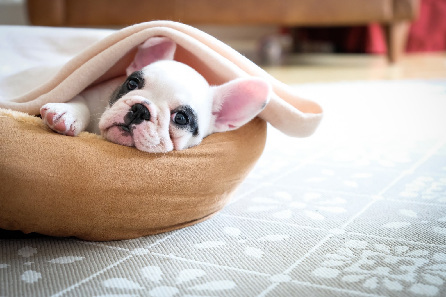 Why do little dogs shiver so much? We asked the experts. | Popular Science