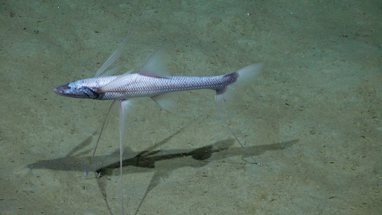 Marine biologists discover 28 new deep sea species—and an old VHS tape ...