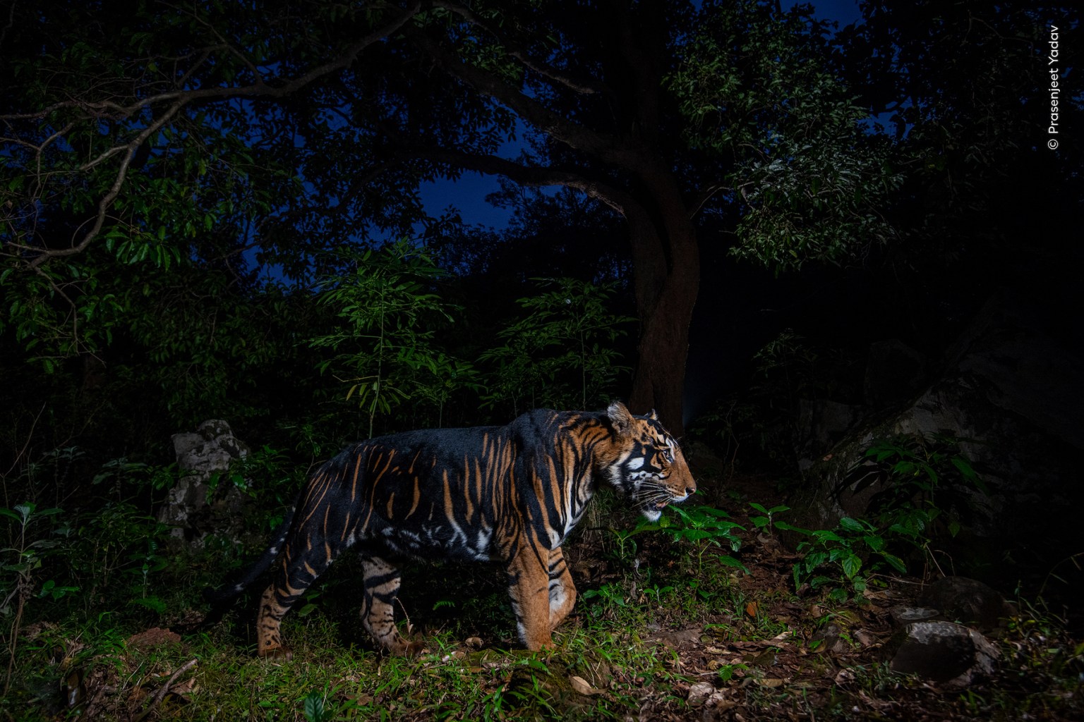16 astonishing images from the 2026 Wildlife Photographer of the Year ...