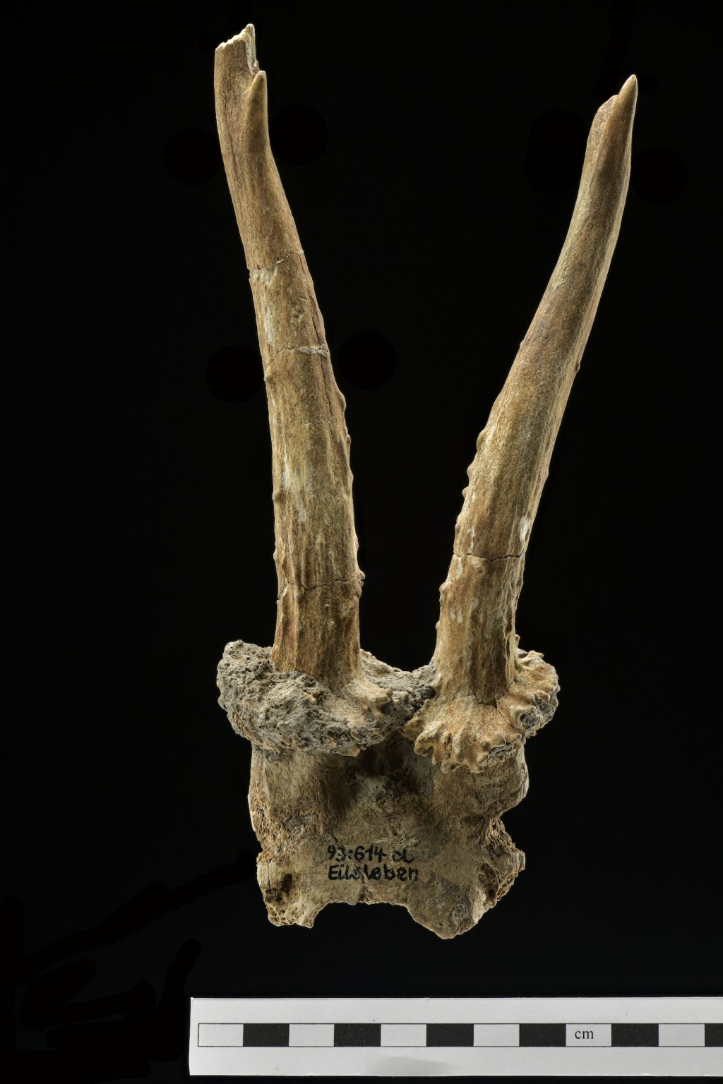 7,000-year-old deer antler headdress uncovered in Germany | Popular Science