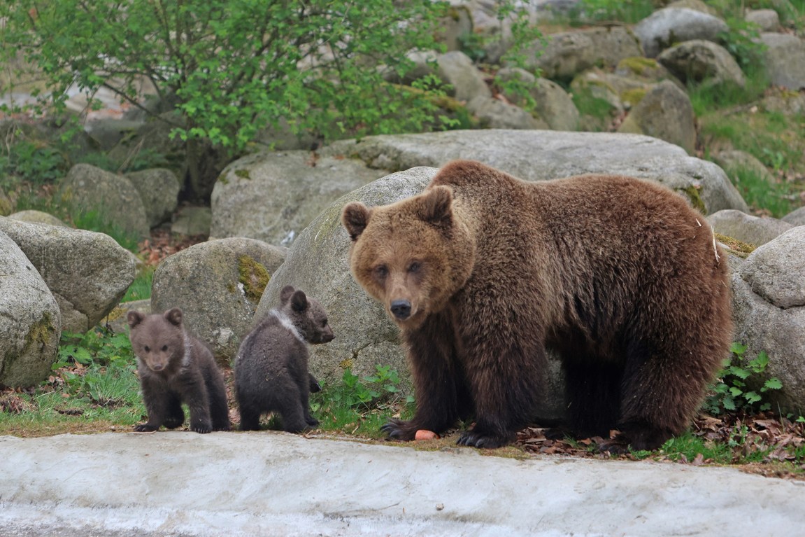 No, bears don't actually hibernate | Popular Science