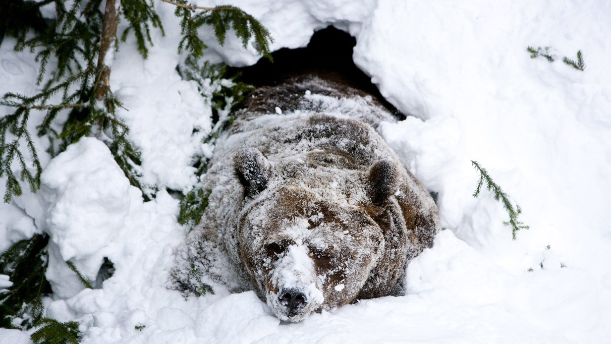 No, bears don't actually hibernate | Popular Science