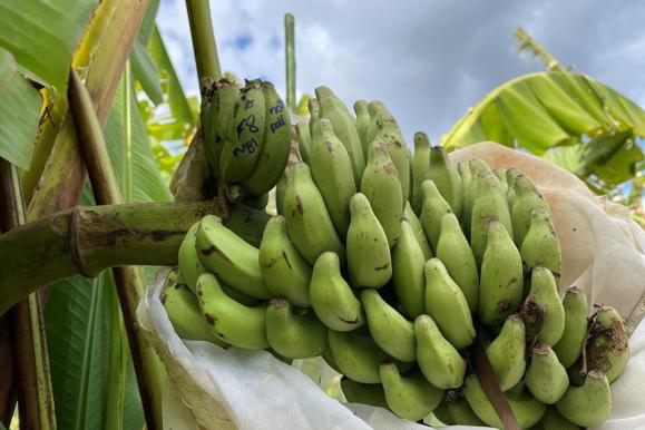 New discovery could help stop banana extinction | Popular Science