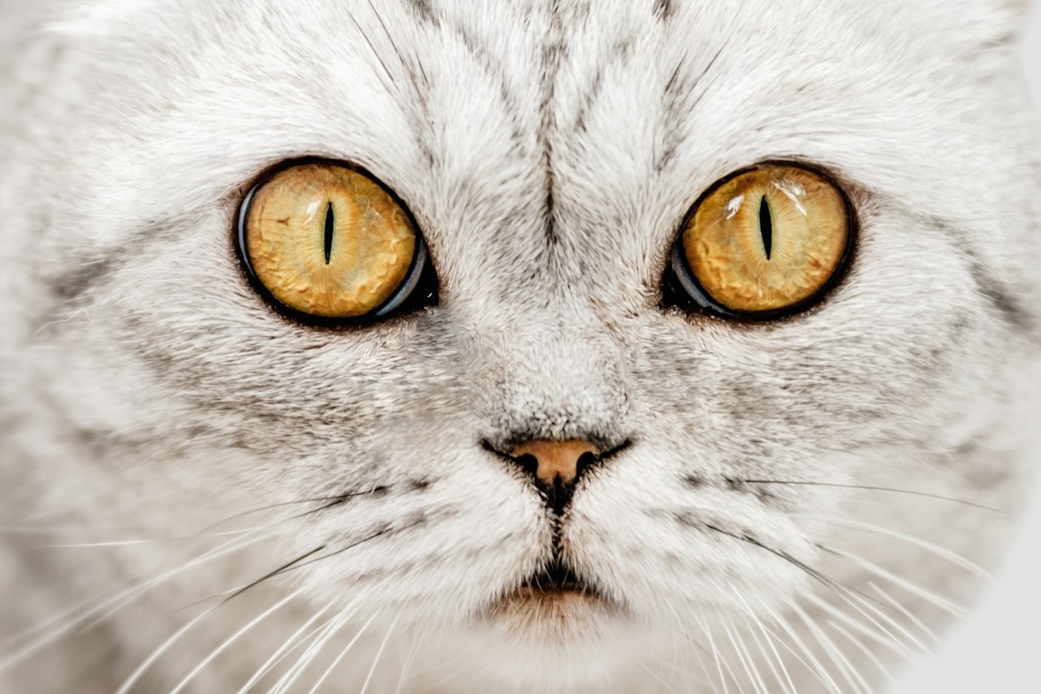 Why do cats’ eyes glow in the dark? | Popular Science
