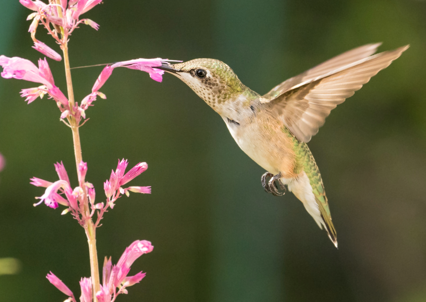 How do you check a hummingbird for broken bones? Very carefully ...
