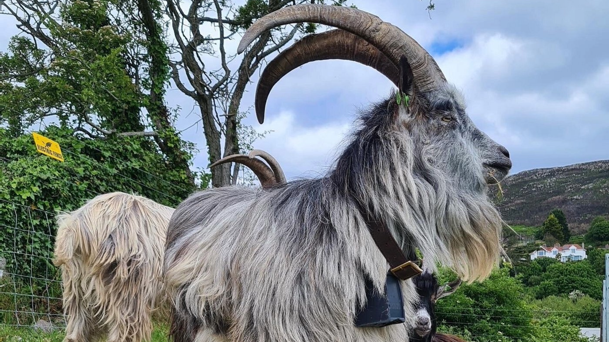 Ireland's native goats date back to Bronze Age | Popular Science