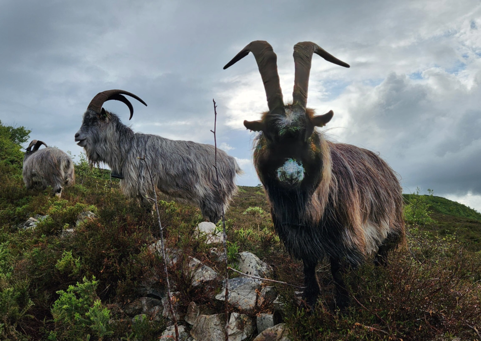 Ireland's native goats date back to Bronze Age | Popular Science