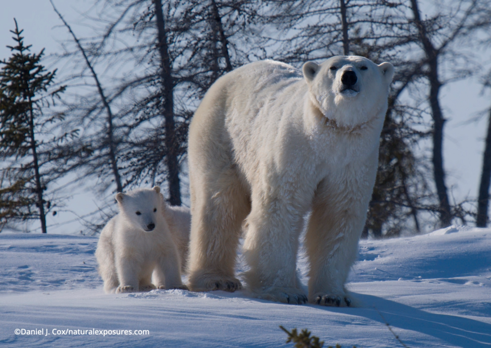 11 cool photos to celebrate International Polar Bear Day | Popular Science