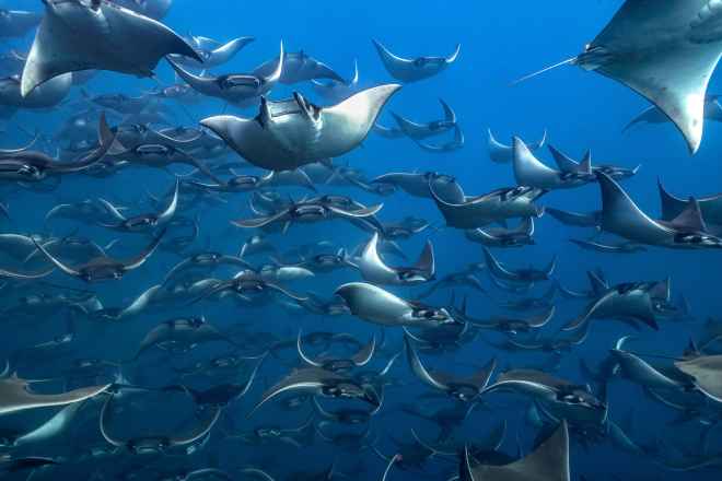 32 incredible wildlife images from the Nature Photography Contest ...