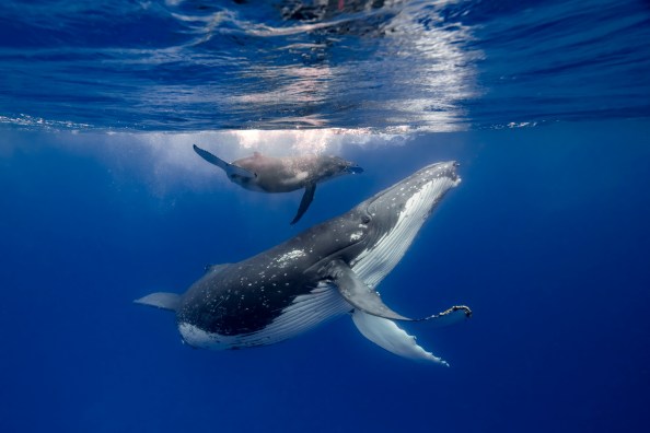How marine mammals stay hydrated in a salty sea | Popular Science
