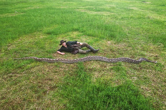 Longest snake ever measured is over 23.5 feet long | Popular Science