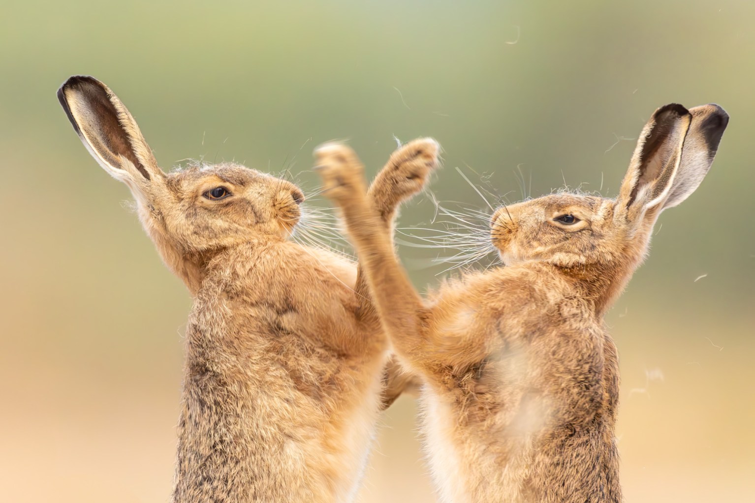 15 enchanting images from the 2026 British Wildlife Photography Awards ...