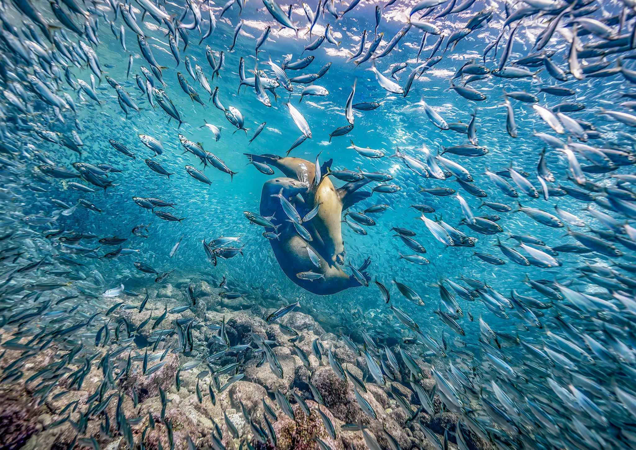 32 incredible wildlife images from the Nature Photography Contest ...