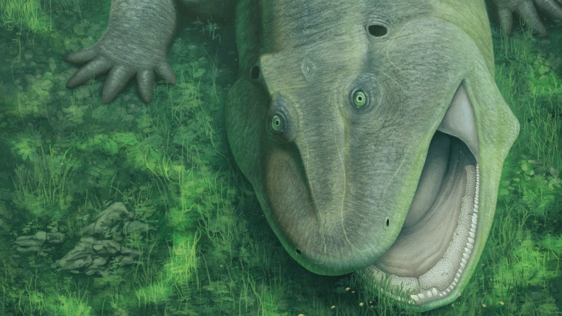 Bizarro salamander ancestor was an evolutionary oddball | Popular Science