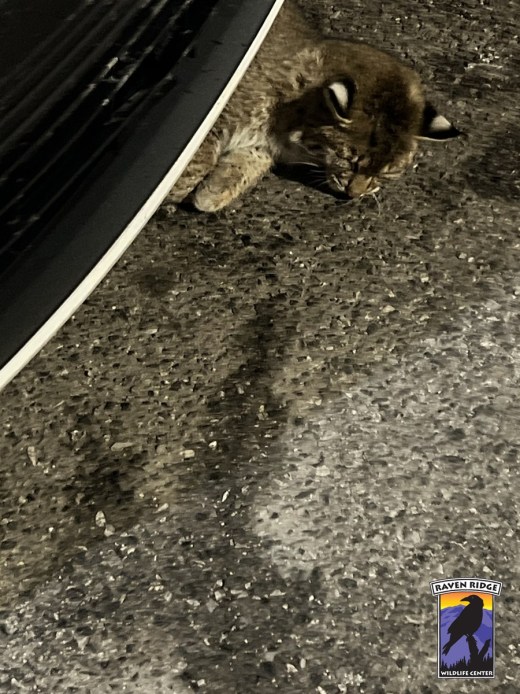Wild bobcat making remarkable recovery after getting hit by car ...