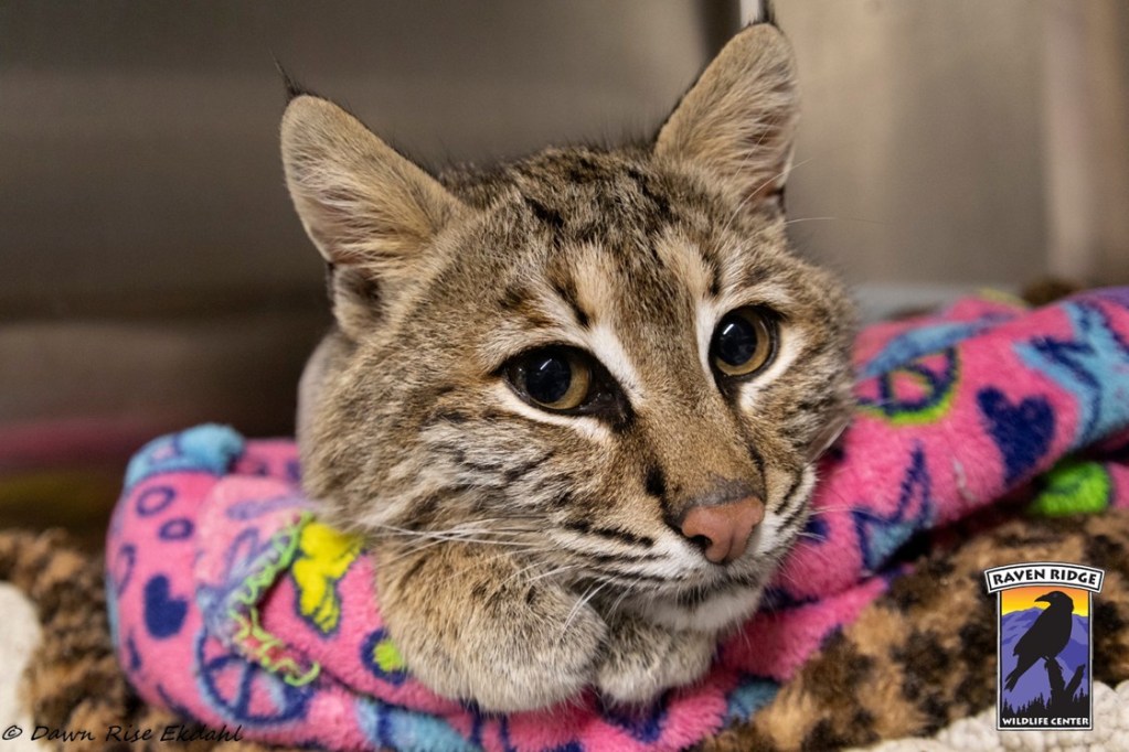 Wild bobcat making remarkable recovery after getting hit by car ...