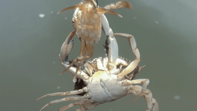Blue crabs have a serious cannibalism problem | Popular Science
