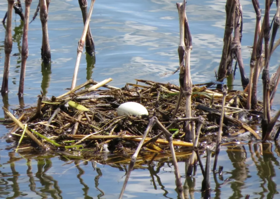 10 wild photos of bird eggs | Popular Science