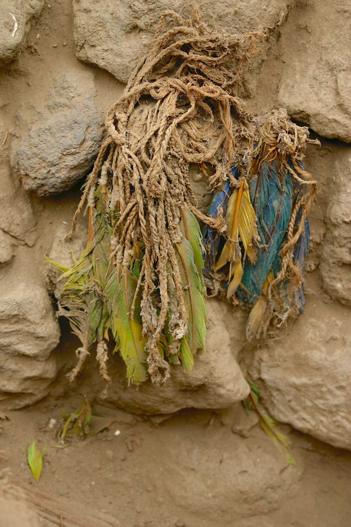 Ancient Andean parrot trade route stretched over 300 miles | Popular ...