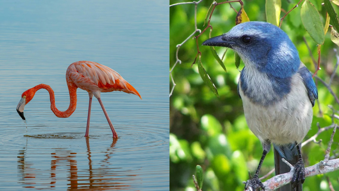 Florida considers making the flamingo its state bird | Popular Science