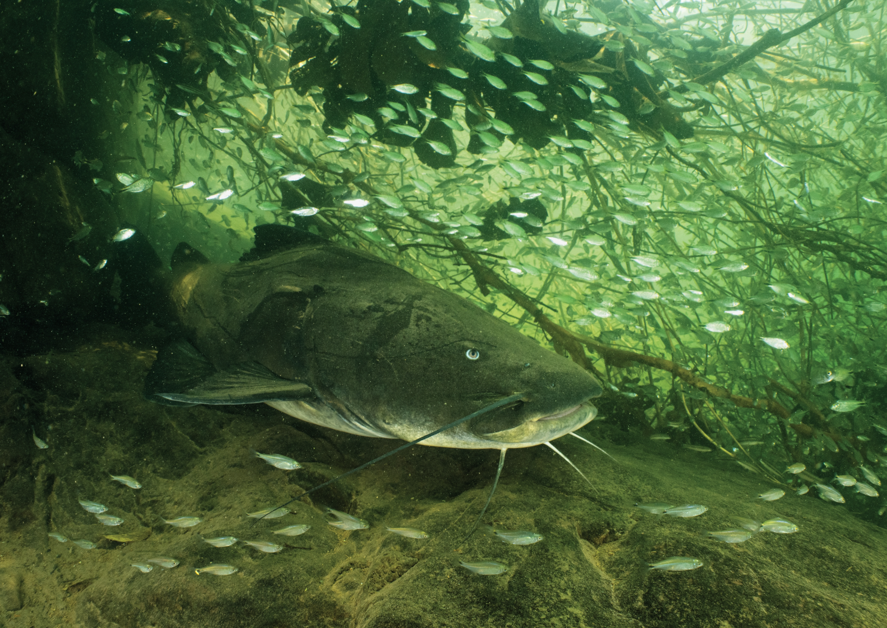 11 wild photos show the Amazon River in its glory | Popular Science