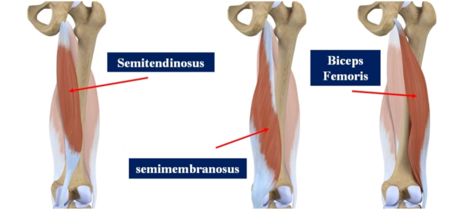 7 hamstring stretches recommended by a physical therapist | Popular Science