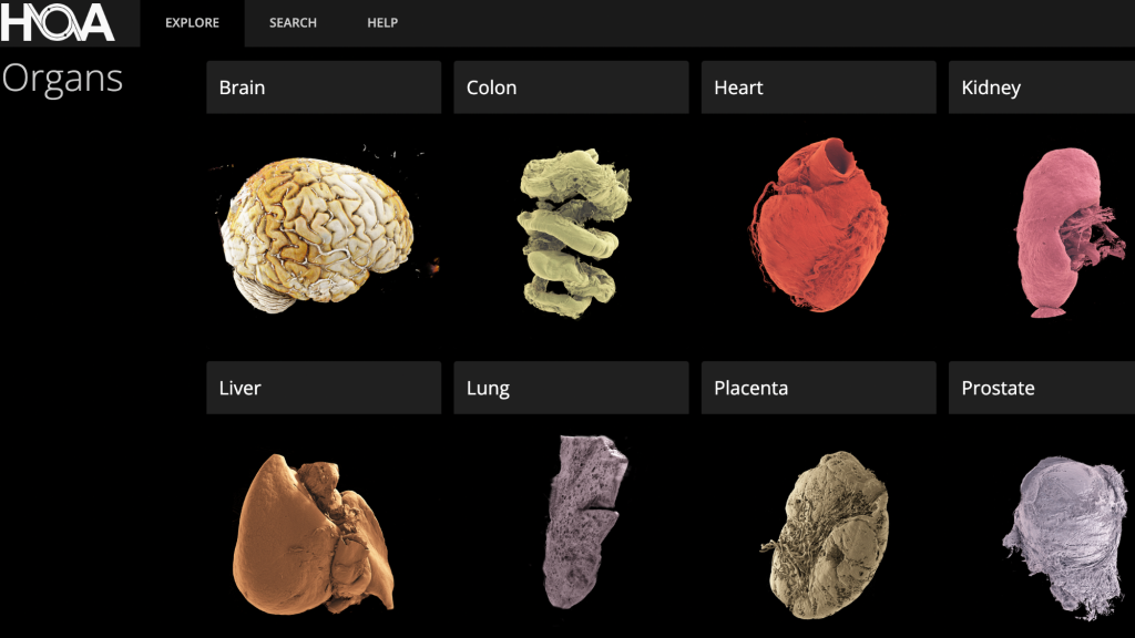Explore the human body in stunning, 3D detail with a new online tool ...