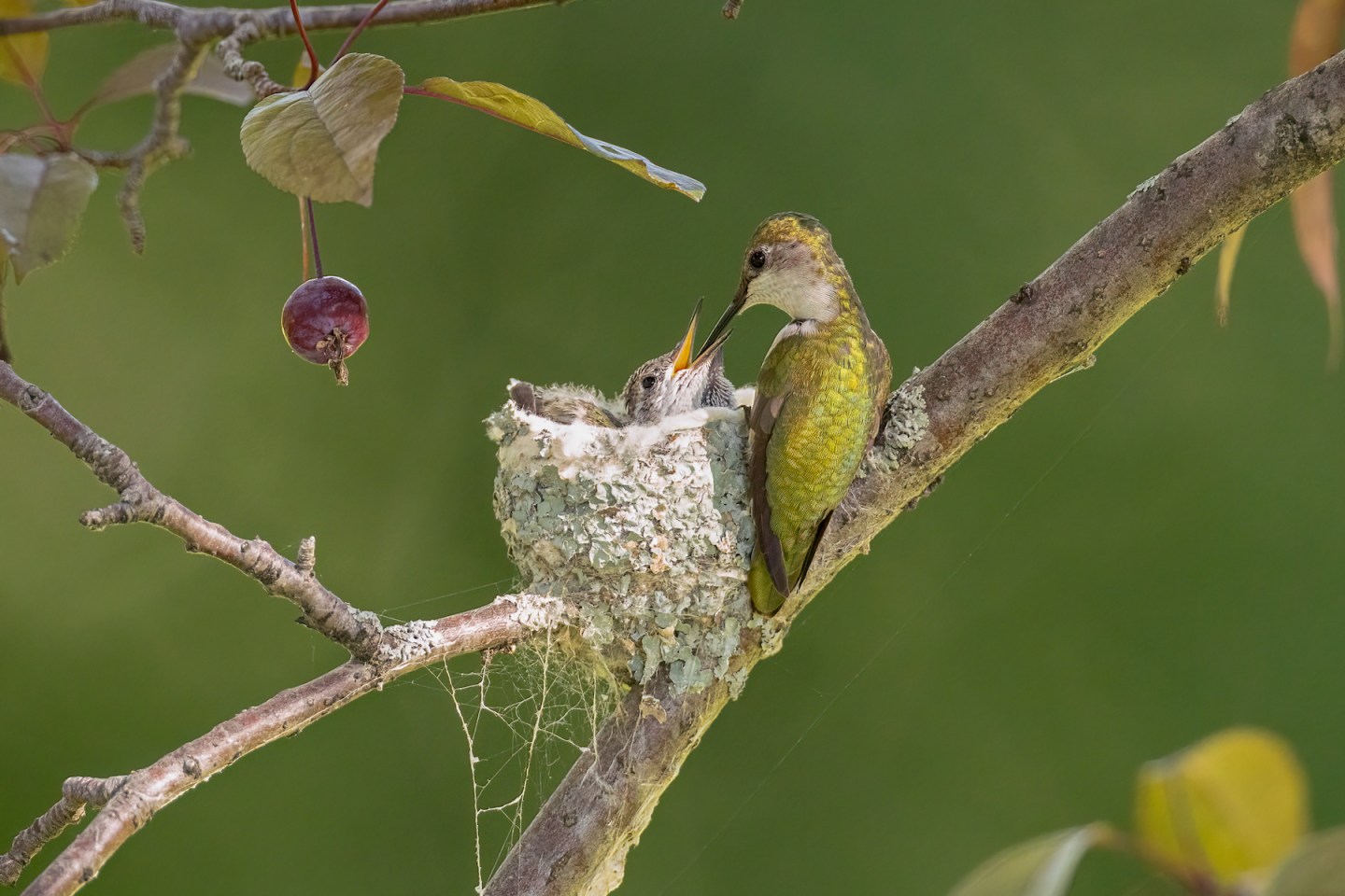 How to attract hummingbirds to your yard | Popular Science