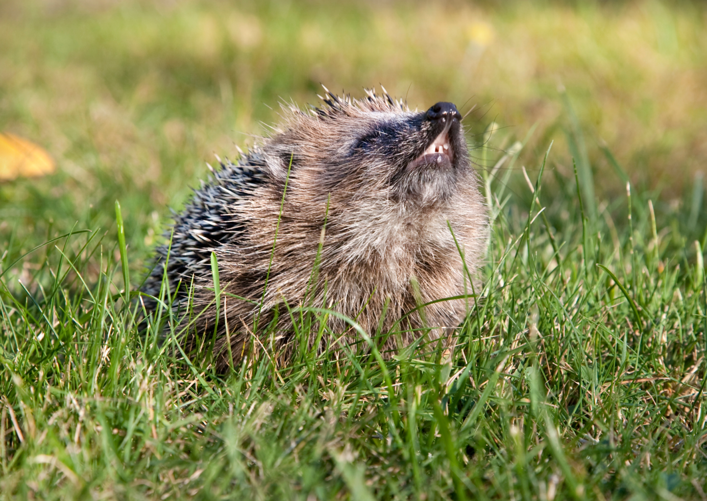 Scientists suggest modifying cars to hit fewer hedgehogs | Popular Science