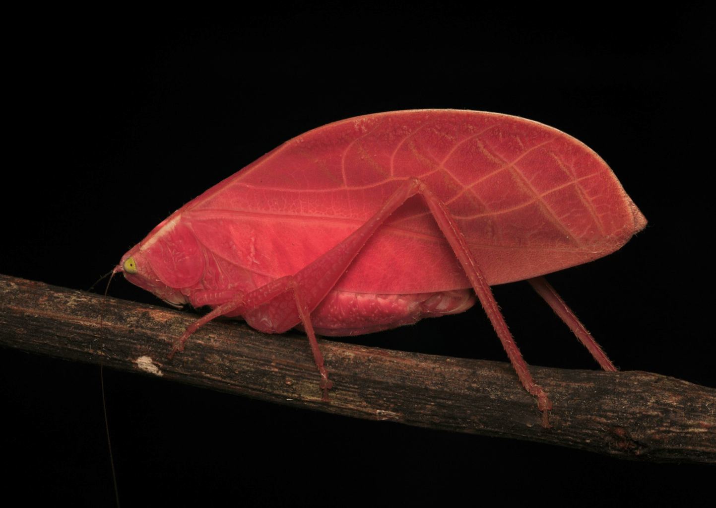 Green insect turns a puzzling shade of hot pink | Popular Science