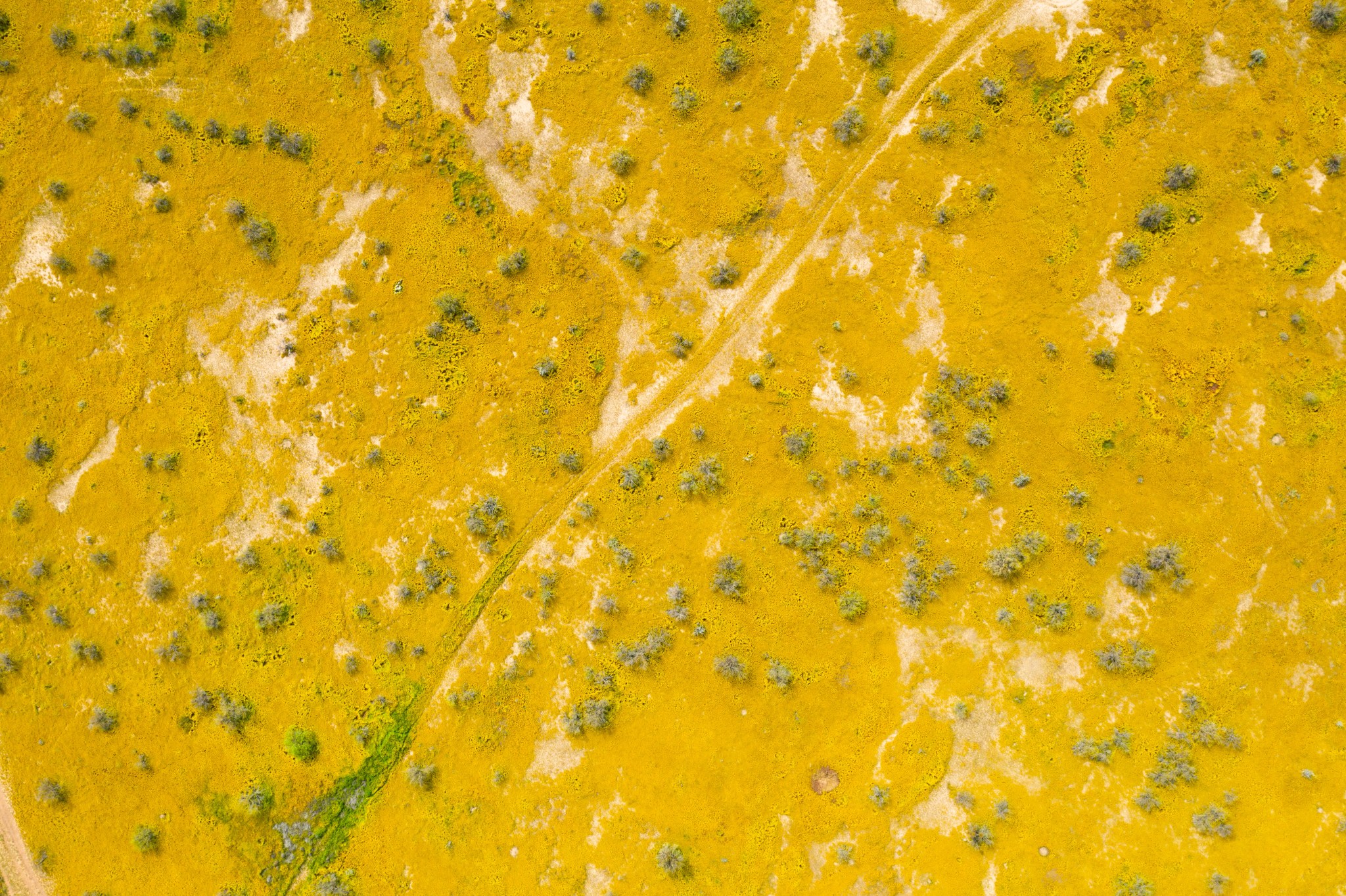 Weed that smells like paint thinner takes over Arizona | Popular Science