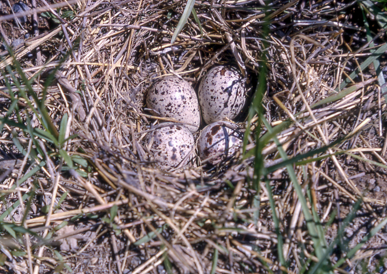 10 wild photos of bird eggs | Popular Science