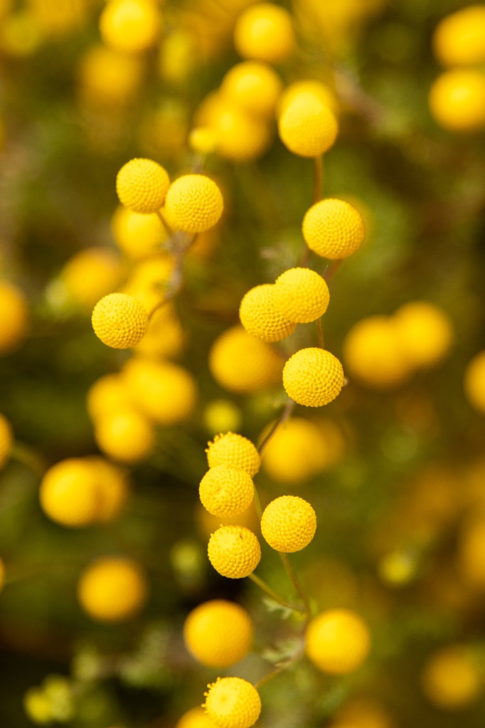 Weed that smells like paint thinner takes over Arizona | Popular Science
