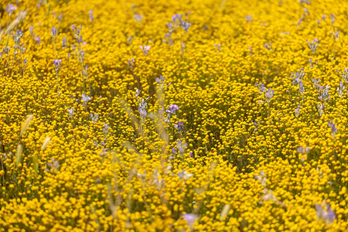 Weed that smells like paint thinner takes over Arizona | Popular Science