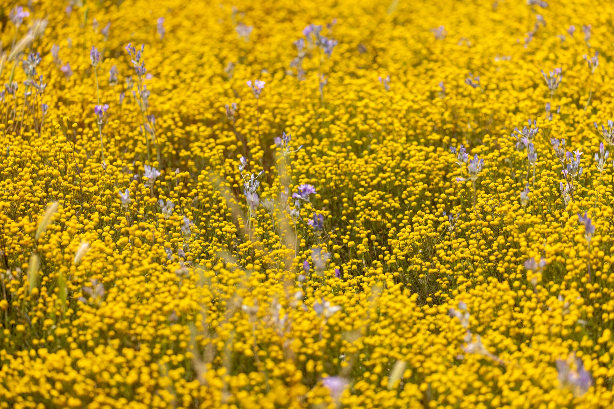 Weed that smells like paint thinner takes over Arizona | Popular Science