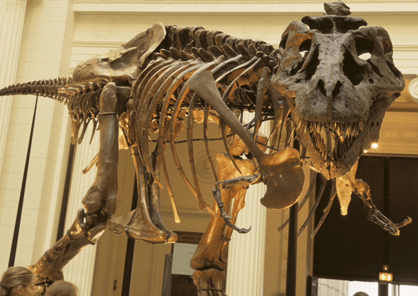 ‘Unusually large’ tyrannosaur leg bone points to 10,000-pound behemoth ...