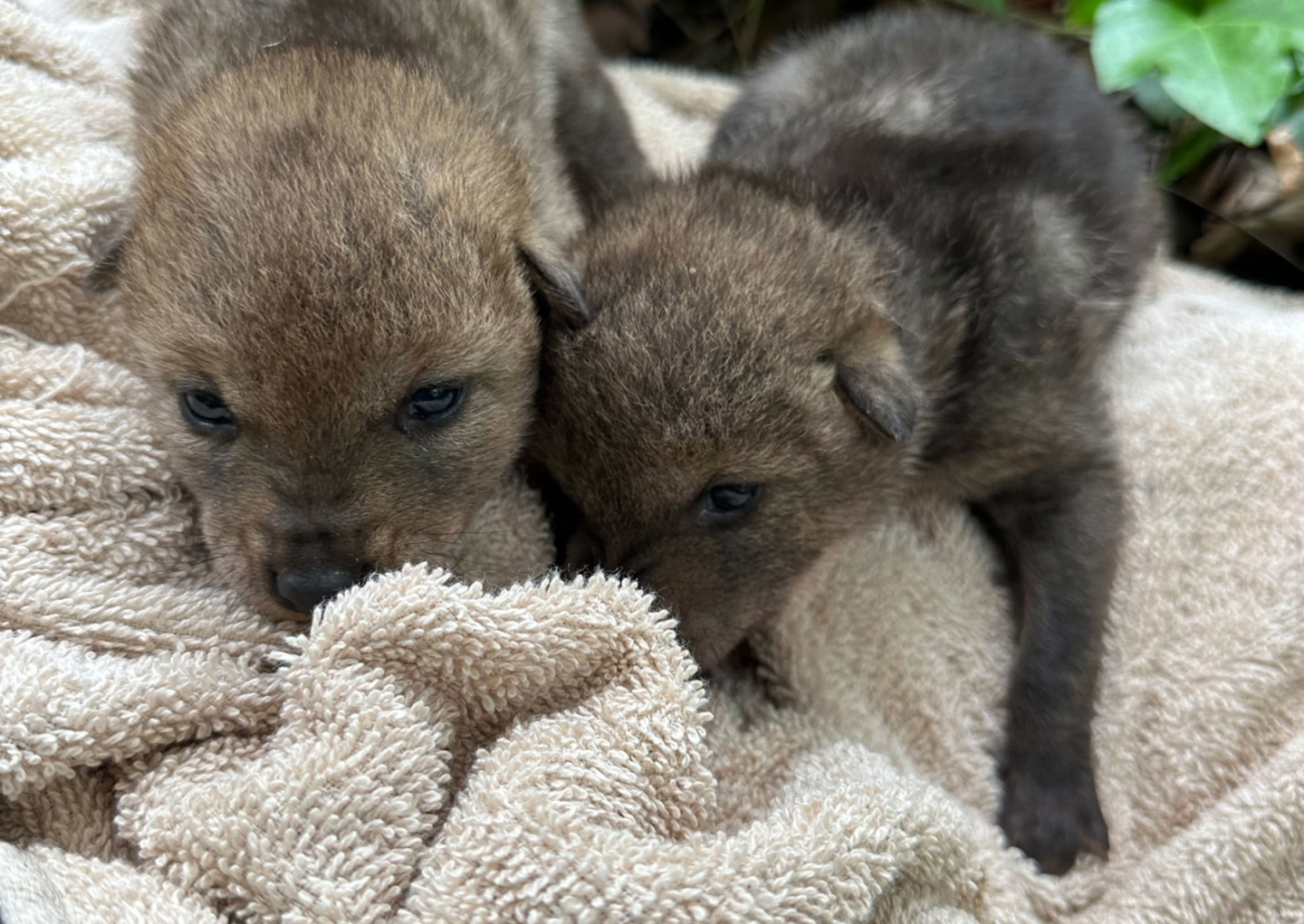 Coyote pupping season is here. You can help keep them safe. | Popular ...