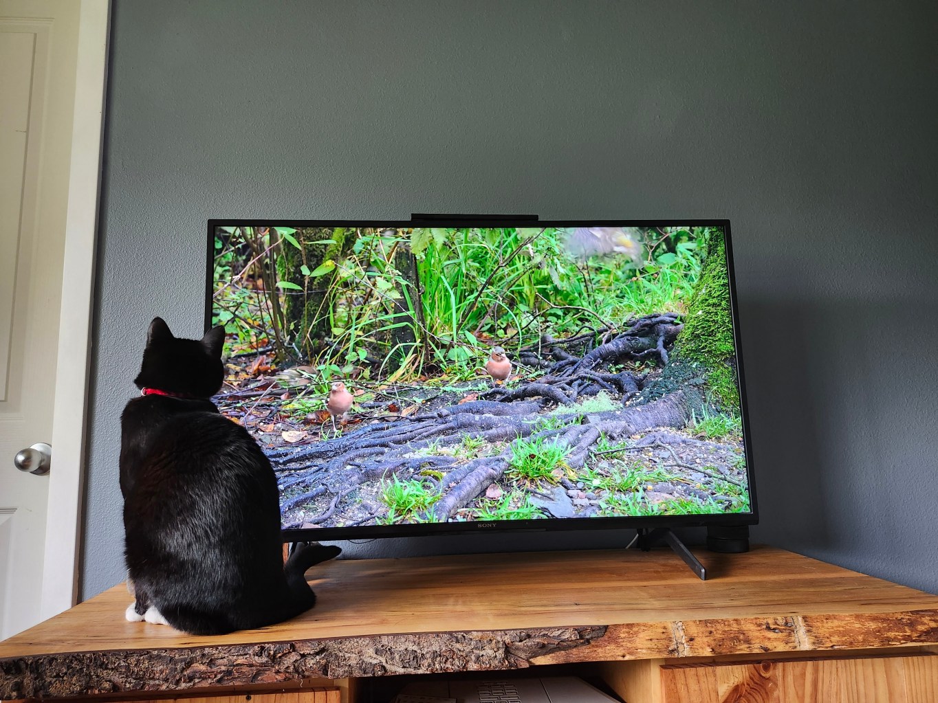 The best YouTube channels for your cat (and why cats like them ...