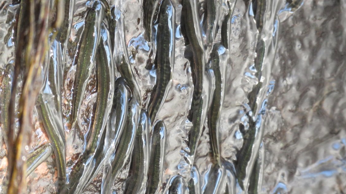 These tiny fish climb waterfall cliffs for 10 hours | Popular Science
